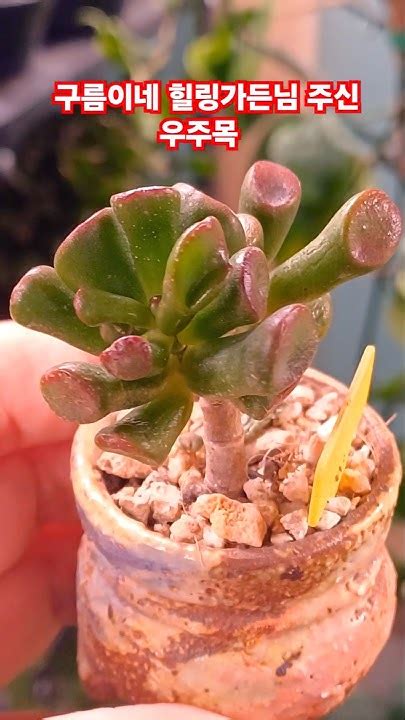 구름이네힐링가든 우주목 다육이 임영웅 Youtube