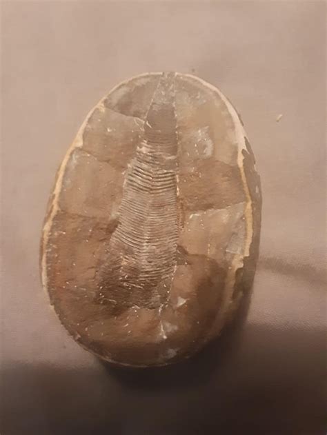 Found This Fossilized Egg Any Idea Whats Inside It Rfossils