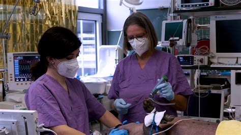 Video Endotracheal Intubation Using A Flexible Intubation Endoscope As