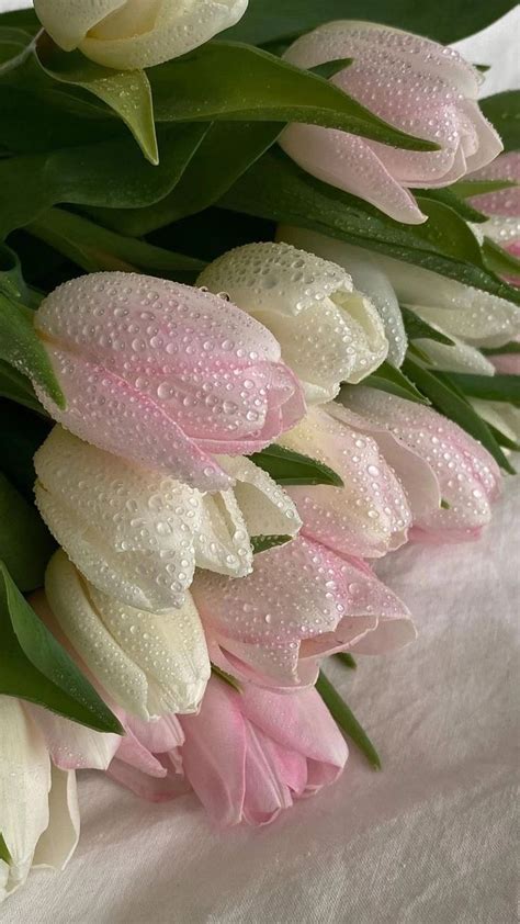 Pin By Teresa Franco On Fondos 📱 Pink Flowers Pretty Flowers