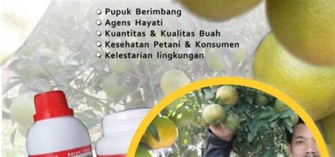 Budidaya Jeruk Agrokompleks Kita
