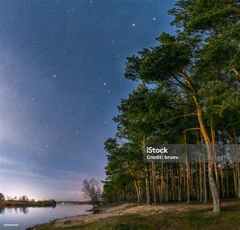 벨라루스 동유럽 강 해안에 성장 소나무 숲과 시골 풍경 위의 밤 하늘 별 이른 봄 밤에 자연스럽 게 숲 위의 자연 별이 빛나는 하늘 러시아 자연 0명에 대한 스톡 사진 및
