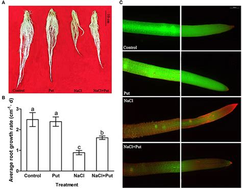 Frontiers Proteomic And Physiological Analyses Reveal Putrescine