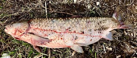 Grass Carp