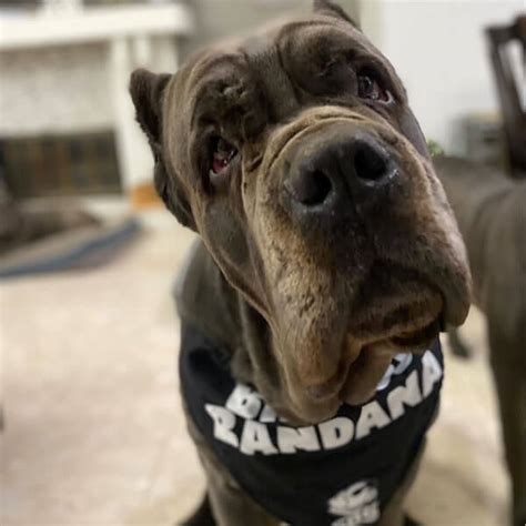Big Ass Bandana Big Ass Dog Company