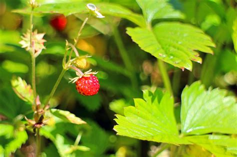 Wald Erdbeere Fragaria Vesca Kostenloses Foto Auf Pixabay Pixabay