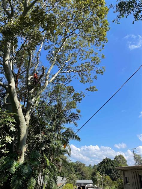 Affordable Tree Services Tree Surgery Sunshine Coast The Ultimate