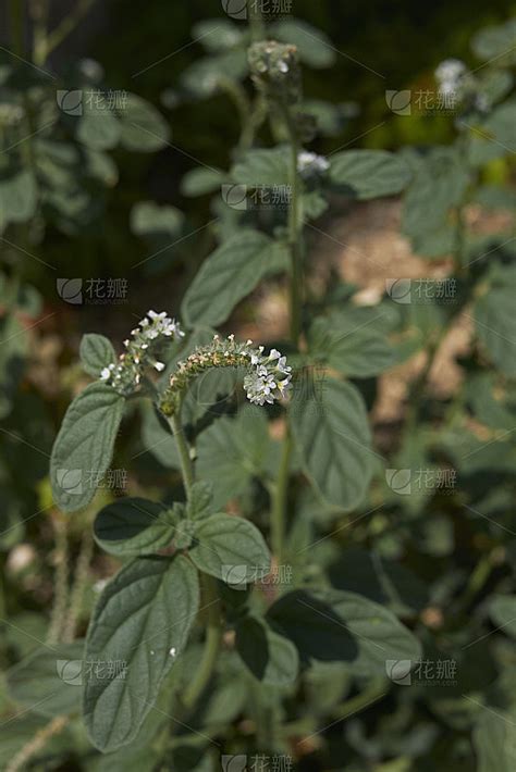 欧罗巴利姆的氦气