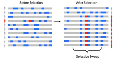 Quantitative Genetics Con Gen Flashcards Quizlet