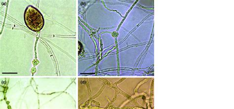 Hyphal Morphology Of Phytophthora Oleae Formed In Clarified V8 Juice