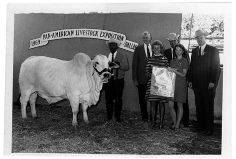 Reserve Grand Champion Brahman Female Of Pan American Livestock