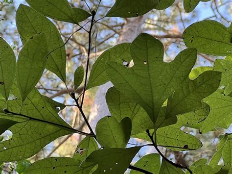 Sassafras Brandywine Native Garden Hub Sassafras Brandywine Native Garden Hub