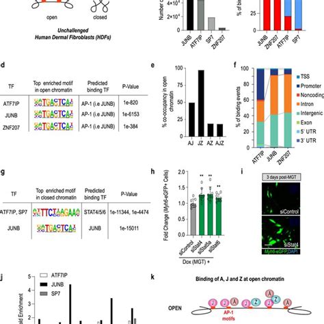 Ajsz Binding Properties In Open And Closed Chromatin In Hdfs A