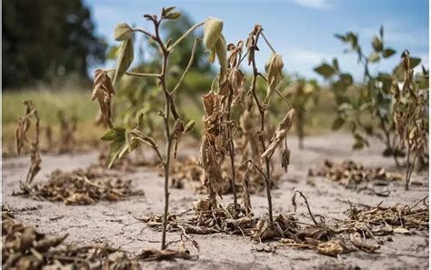Provincia Declaró La Emergencia Por Desastre Agropecuario