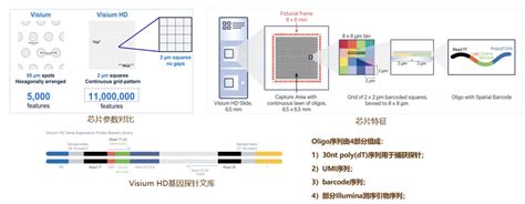 预售开启丨10x Visium Hd高分辨空间转录组技术震撼发布，推动空间组学进入单细胞高清 哔哩哔哩