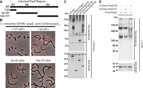 Oligomerization And Higher Order Assembly Contribute To Sub Cellular