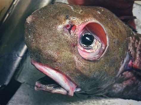 1000mの深海から地球上の生き物とは思えないクリーチャーが発見される（画像） ポッカキット