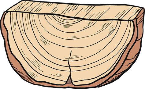 Tree Trunk Clipart Free Download Transparent PNG Creazilla