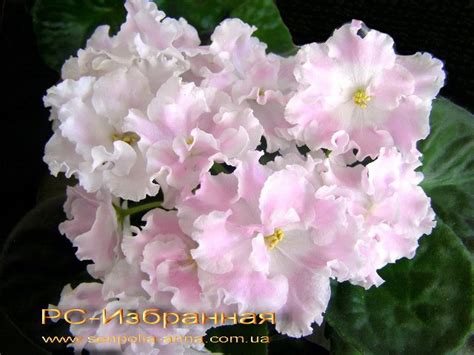 Фиалка РС-Избранная