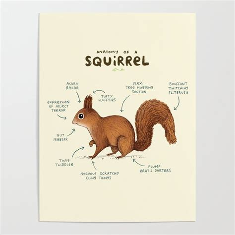 Anatomy Of A Squirrel Poster By Sophie Corrigan Squirrel Art Canvas