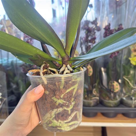 Орхідеї Київ Відправка по всій Україні пакування БЕЗКОШТОВНЕ Orchids Kyiv • Instagram