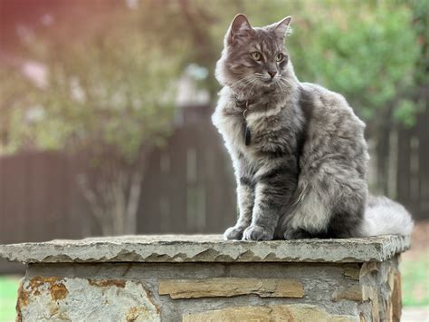 All About The Siberian Cat A Fluffy Marvel From The Forest Cat Care