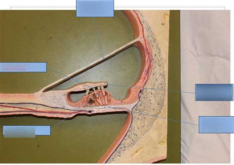 cochlea model 2 diagram quizlet