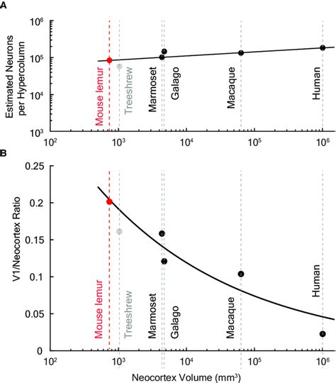 Estimated Neurons Per Hypercolumn And V1 To Neocortex Ratio A Download Scientific Diagram