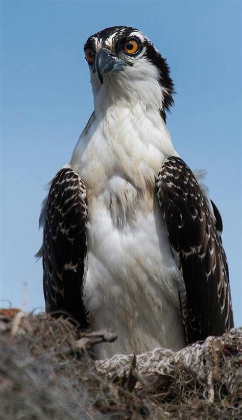 Osprey Osprey Bald Eagle Owl Owls
