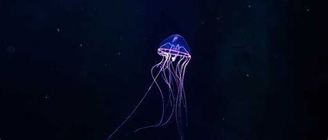 La Medusa Turritopsis Nutricula Puede Vivir Eternamente