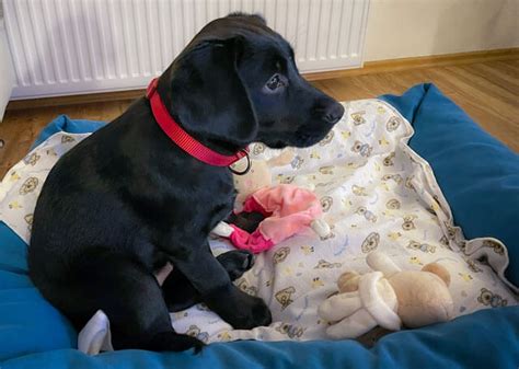 Labrador Welpen Kaufen 7 Tipps Vor Dem Kauf Labrador Liebe