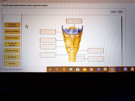 Drag The Appropriate Labels To Their Respective Targets Laryngeal Prominence Tracheal