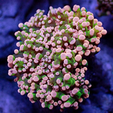 Pink Tip Green Branching Frogspawn Corals Anonymous