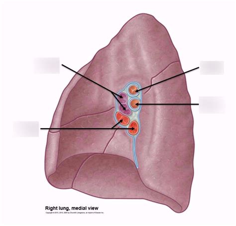 Root Of The Lung