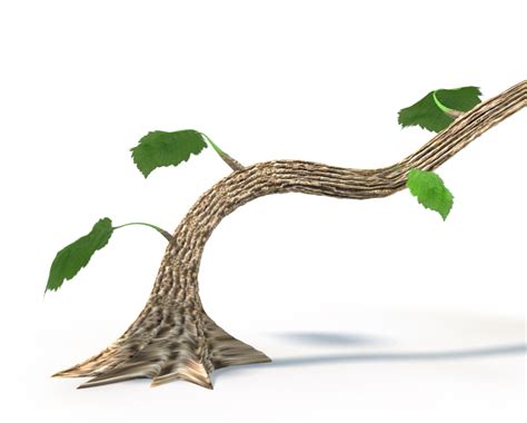 Unwrapping Texturing Tree Trunk Autodesk Community