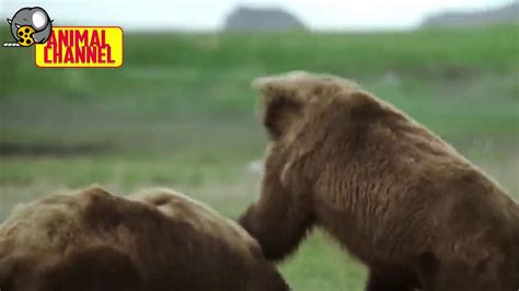 راز بقا خرس و ببر مستند حیات وحش فیلو