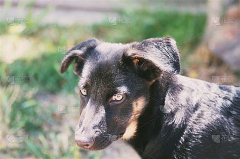 德国牧羊犬警犬