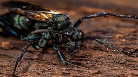Tarantula Hawk How To Identify And Get Rid Of Them