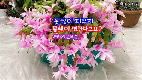 공기정화식물 게발선인장 가재발선인장키우기 꽃많이피우기 꽃색깔이변하는이유 월동온도 Youtube