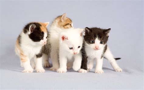 Cute Cats 7 Cute Cats