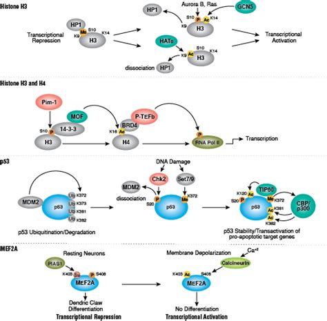 Epigenetics Cell Signaling Technology