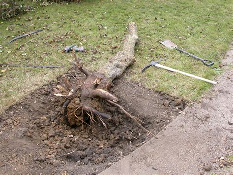 Toronto Tree Removal Toronto Tree Removal