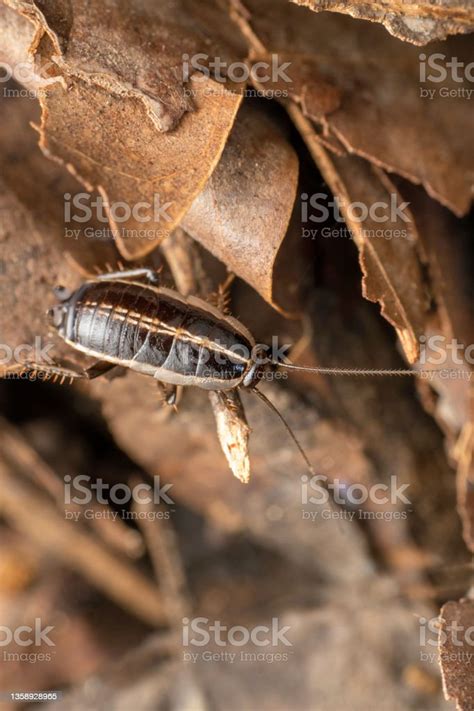 Striped Cockroach Loboptera Decipiens Satara Maharashtra India Stock