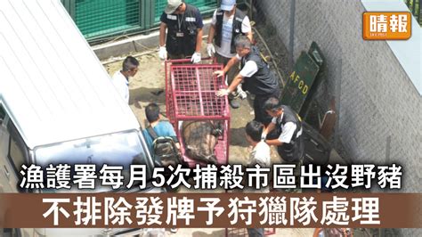 關注野豬｜漁護署每月5次捕殺市區出沒野豬 不排除發牌予狩獵隊處理
