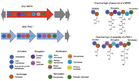 Example Of Bacterial Biosynthetic Clusters Coding For An Nrps Or A Pks