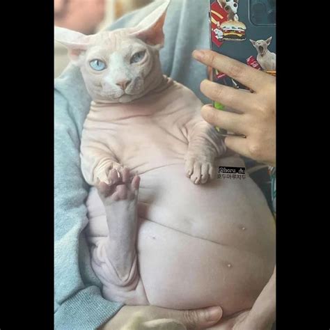 Pin On Cat Vibe