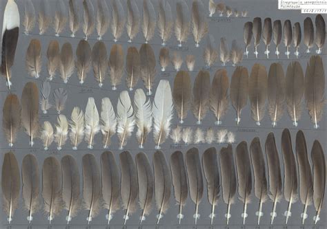 ワライバト Spilopelia senegalensis