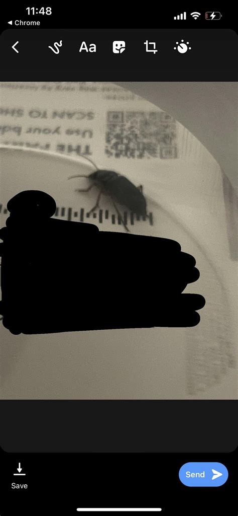 Illinois Is This A Cockroach Rwhatbugisthis