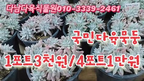 국민다육묵둥1포트3천원4포트만원택배됨니다 다남다육식물010 3339 2461 Youtube