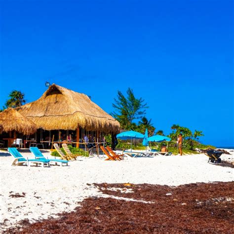 Cancun Raises 18 Million Dollars To Help Fight Sargassum This Summer